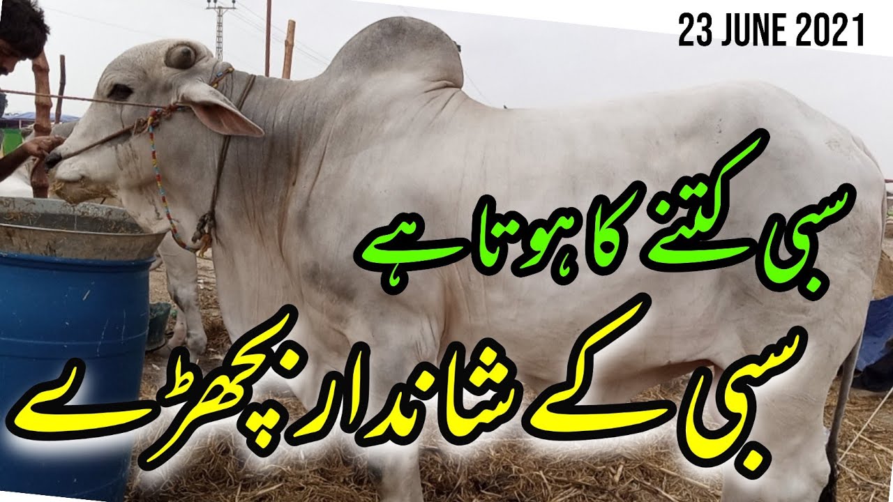 Sibi Bhagnari in Sohrab Goth Mandi | Sibi Mela winner 2021 | Cow Mandi ...