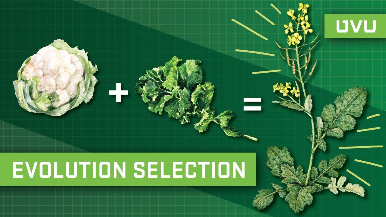 Evolution and Selection of Plants - YouTube