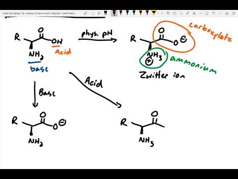 Introduction to Amino Acids and Amino Acid Synthesis - YouTube