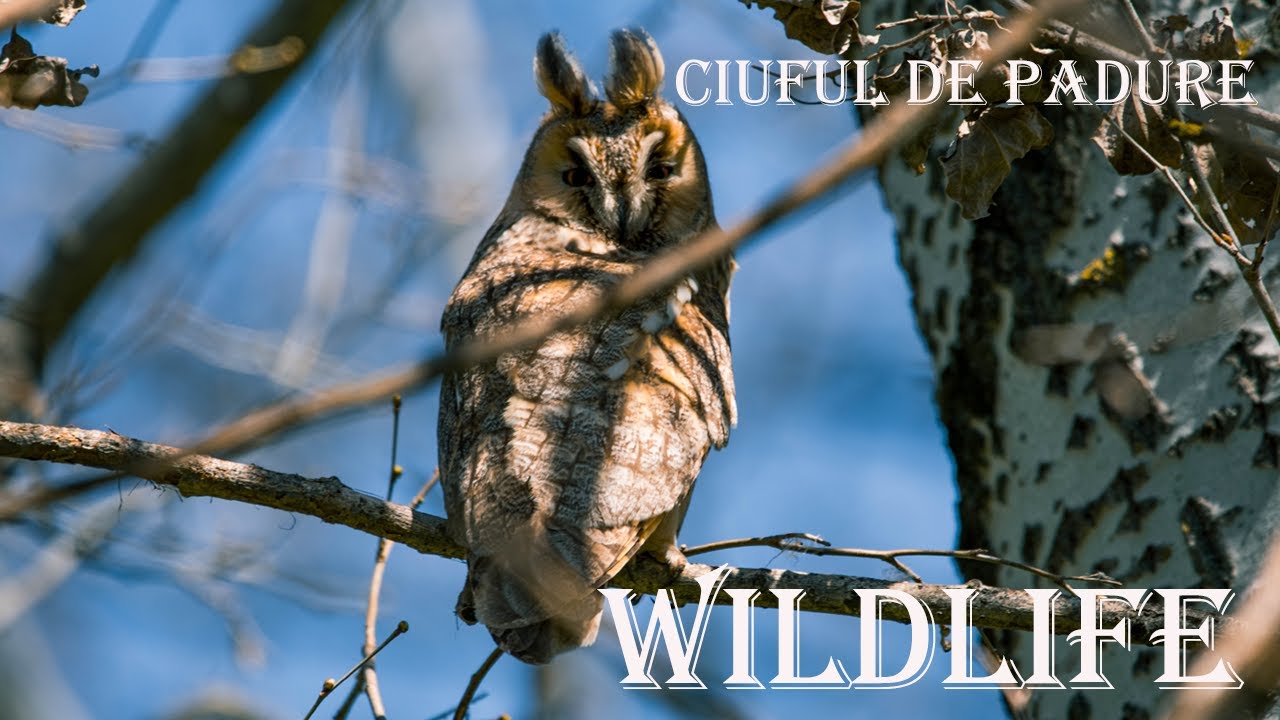 Animale si pasari salbatice - Ciuful de padure. Wildlife Long -eared ...
