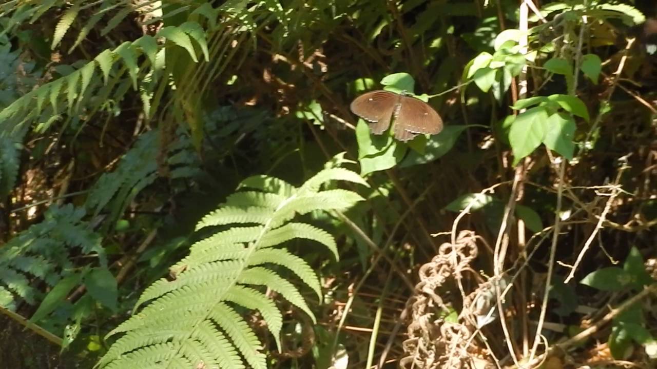 無尾白紋鳳蝶 雄求偶不成 Papilio castor formosanus Rothschild, 1896 - YouTube
