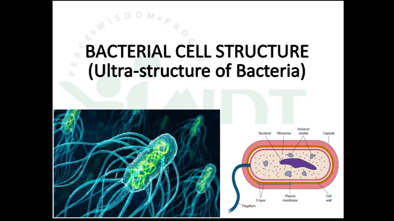 Ultrastructure (Parts) of bacteria: Part 2 - YouTube