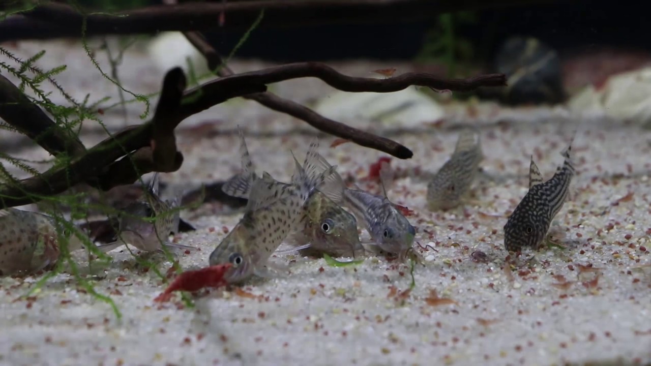 Feeding my Corydoras - YouTube