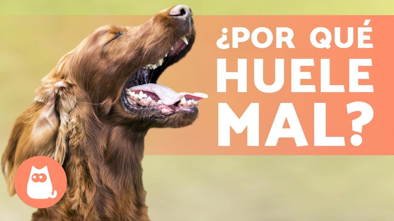 MAL ALIENTO en PERROS - Causas y Solución - YouTube