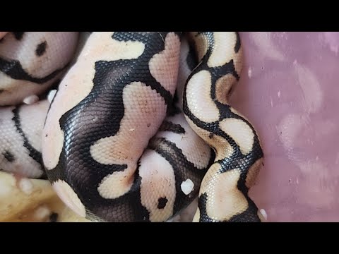 Clutch update 22-03. LIVE!!! From the Olympus Reptiles house! Baby ball PYTHONS! - YouTube