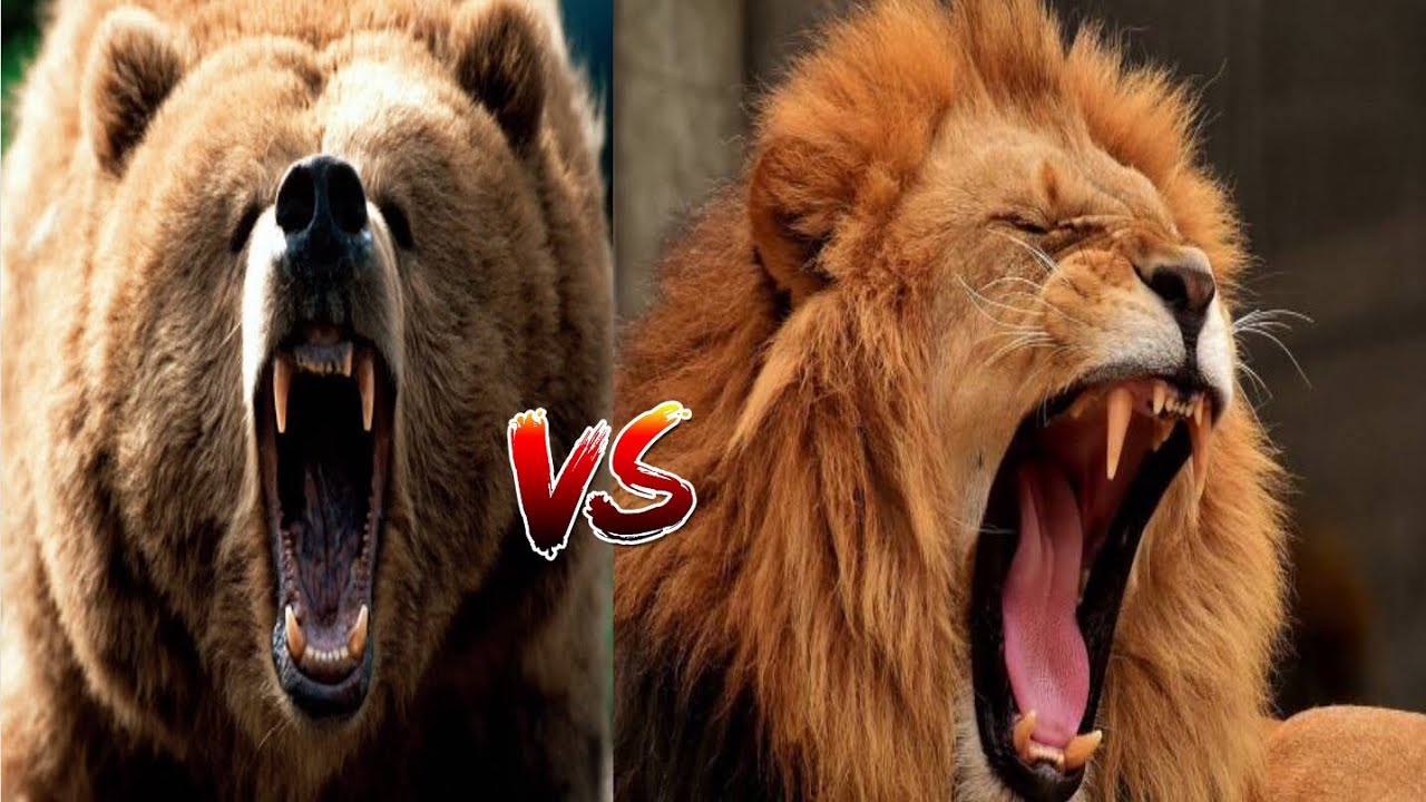 Animal Face Off Battle Grizzly Bear Vs African Lion YouTube animal-face-off-battle-grizzly-bear-vs-african-lion-youtube