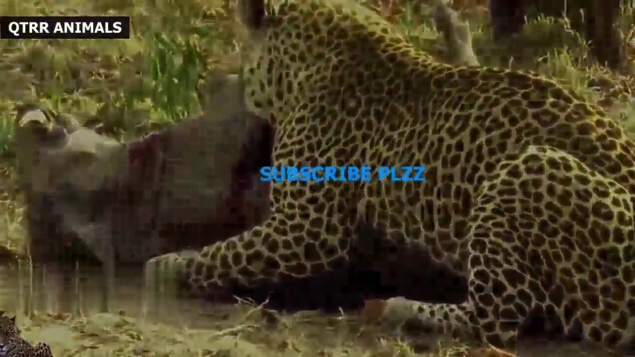 BEST BABOON VS LEOPARD FIGHT LEOPARD HUNTING BABOON! 🔥🔥 - YouTube