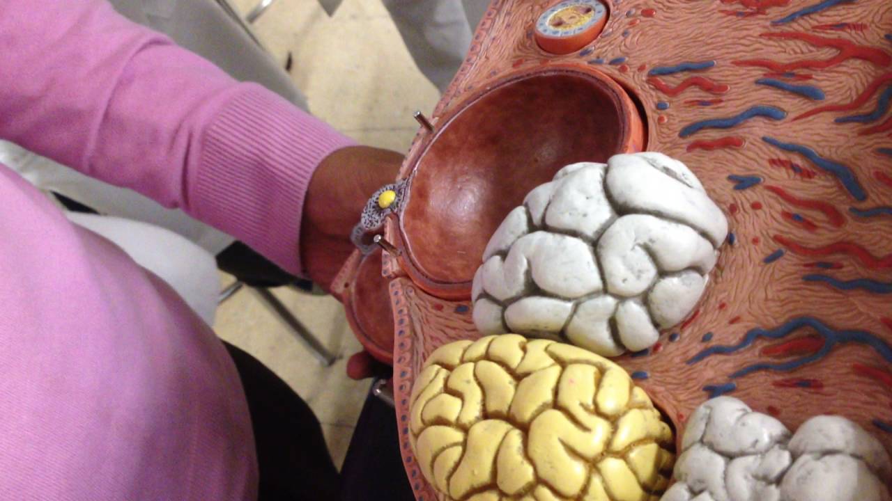 Ovario, Estructura Anatómica e Histológica - YouTube
