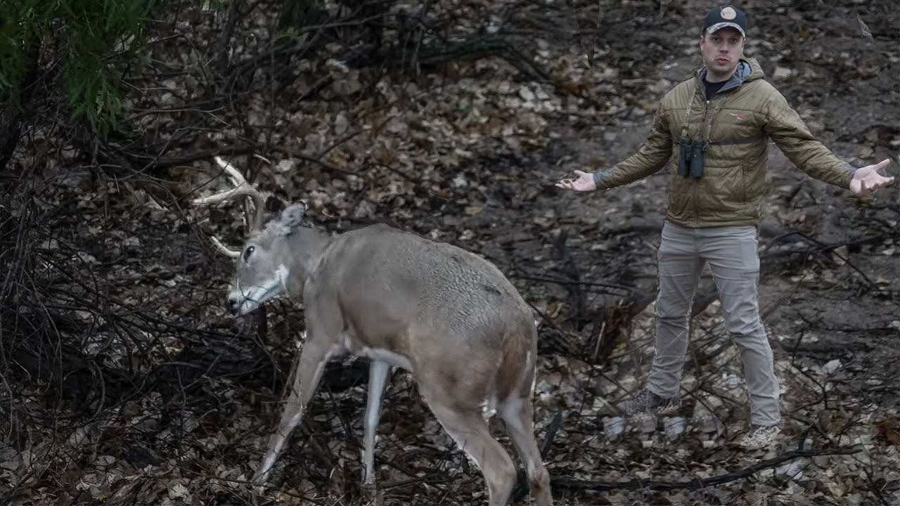 Deer Rubs! | Should I Hunt Them? | When, Where, What, How and Why - YouTube