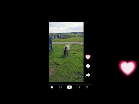 Супер свинья - YouTube