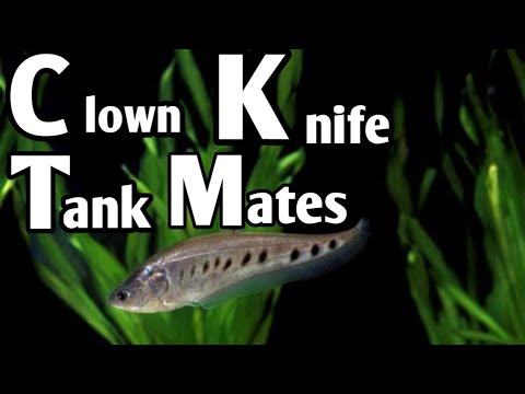 Clown knife tank mates | Knife fish Compatibility | Clown knife fish ...