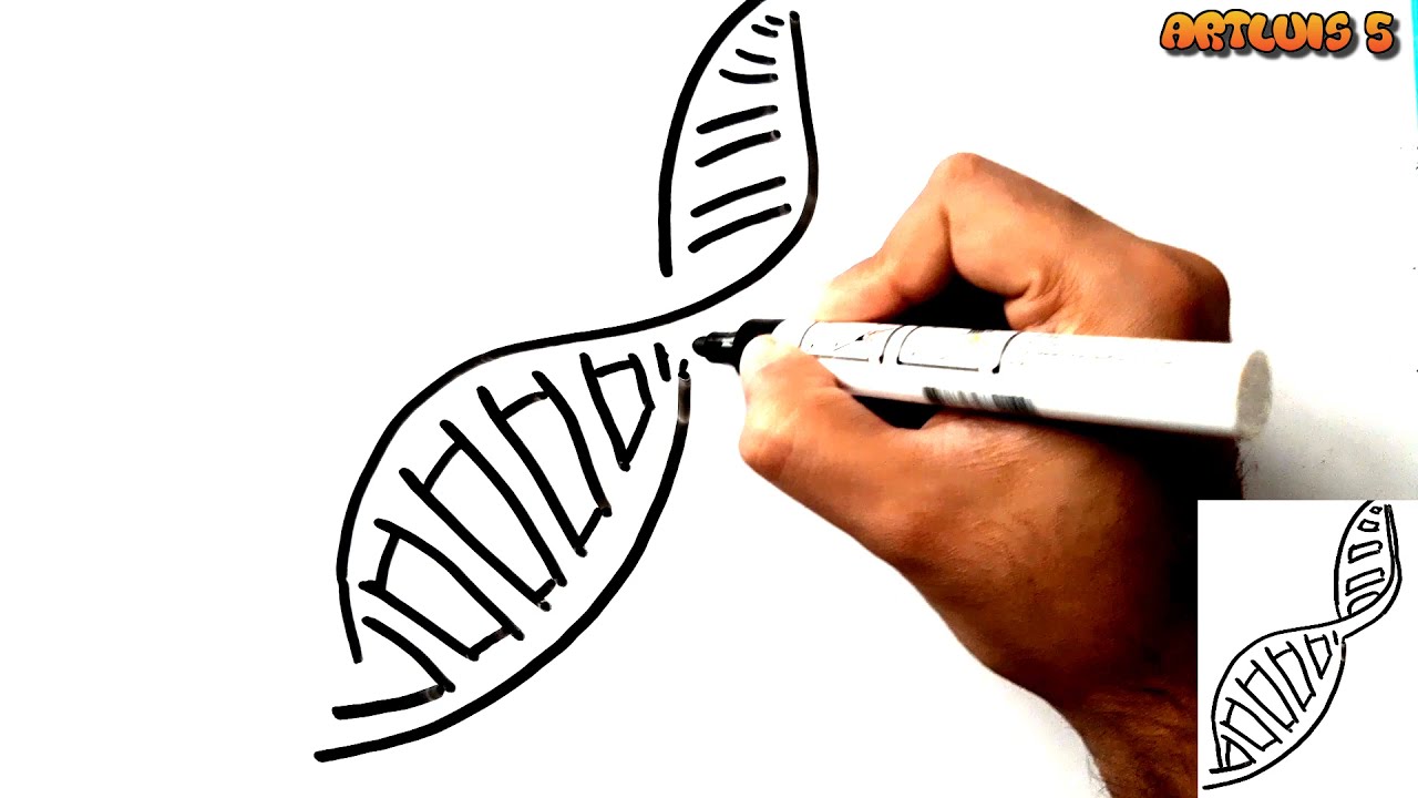 Cómo dibujar el ADN | How to draw DNA - YouTube