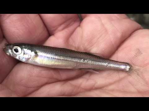 Sand Smelt how big are your scales? - YouTube