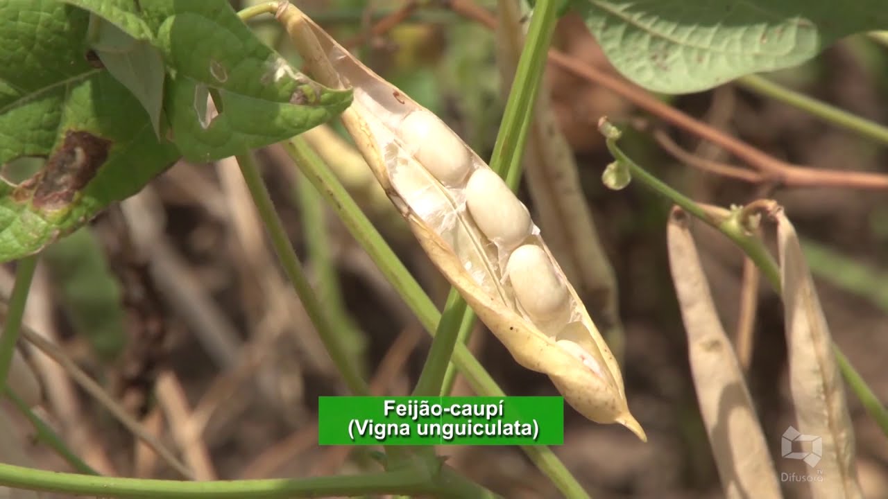 Feijão Caupi ganha espaço nas lavrouras e leva o Maranhão ao terceiro ...