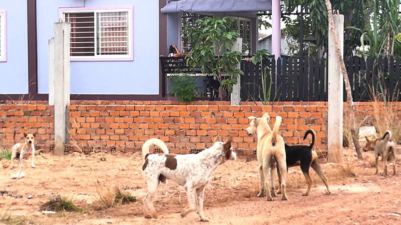 Free time and free land dogs || # 690 Nature Show - YouTube