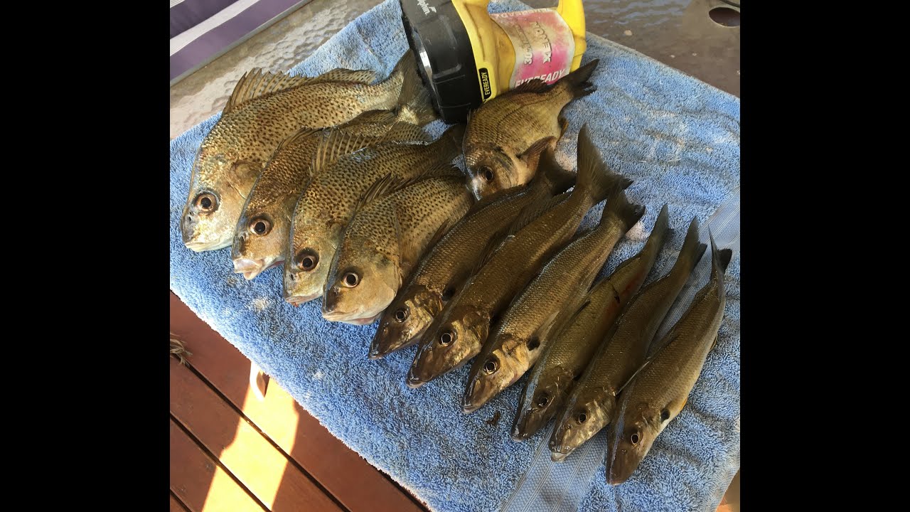 Nerang River Fishing 4th September - YouTube