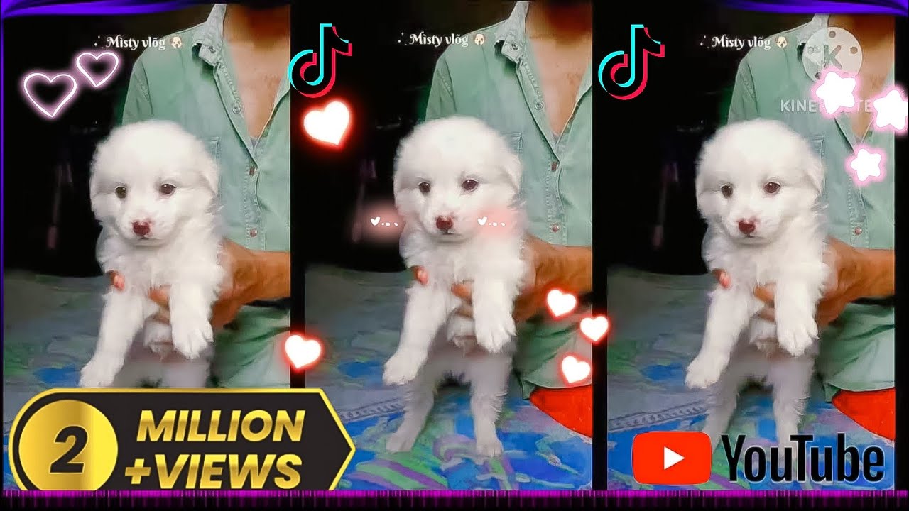 Cute Puppy Dance On Baby Doll Song Dog Dancing Song Dog viral dance video #dogdance #doglover # ...