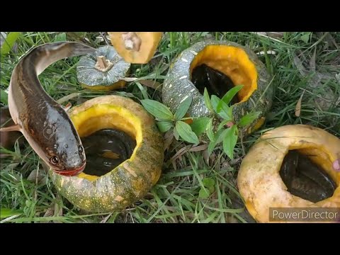 survival in the rainforest - gray fish with pumpkin , many big fish ...