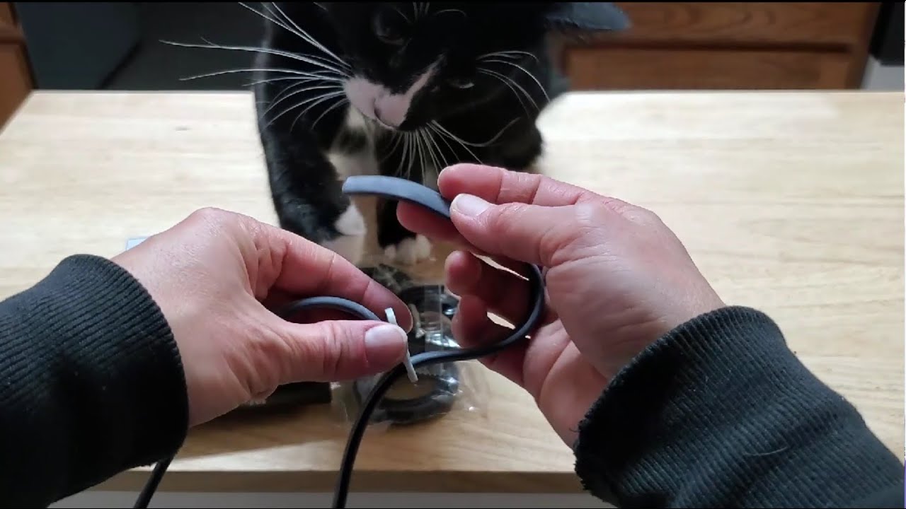 Woyamay 4 Pack Flea Tick Collar - Comfortable for My Kitty? - YouTube