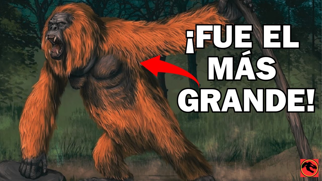 El Simio GIGANTE de la Prehistoria Asiática Más GRANDE que ha Existido ...