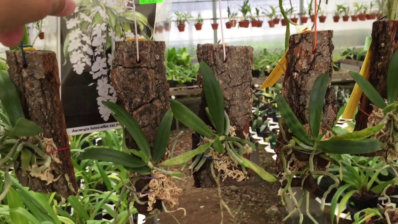 Orchid Hunters: Natt's Orchids in Naperville - YouTube