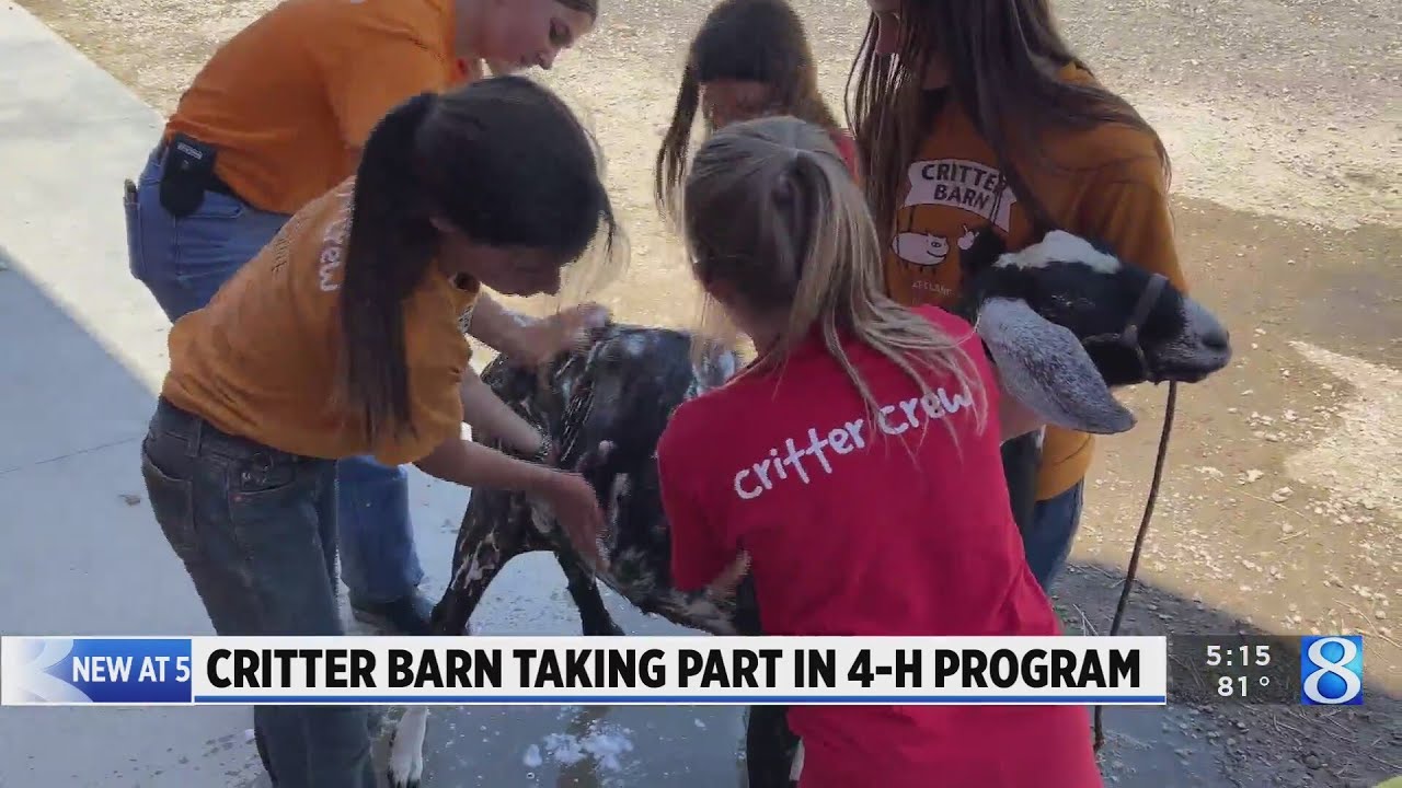 New Critter Barn program brings 4-H to more kids - YouTube