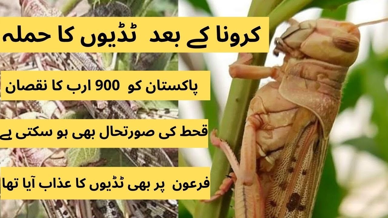 Tiddi Dal | Blue World - YouTube