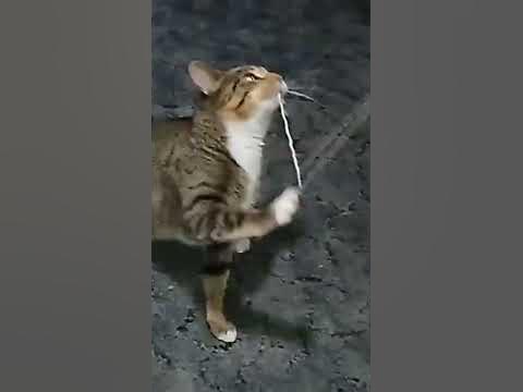 cat playing with string - YouTube