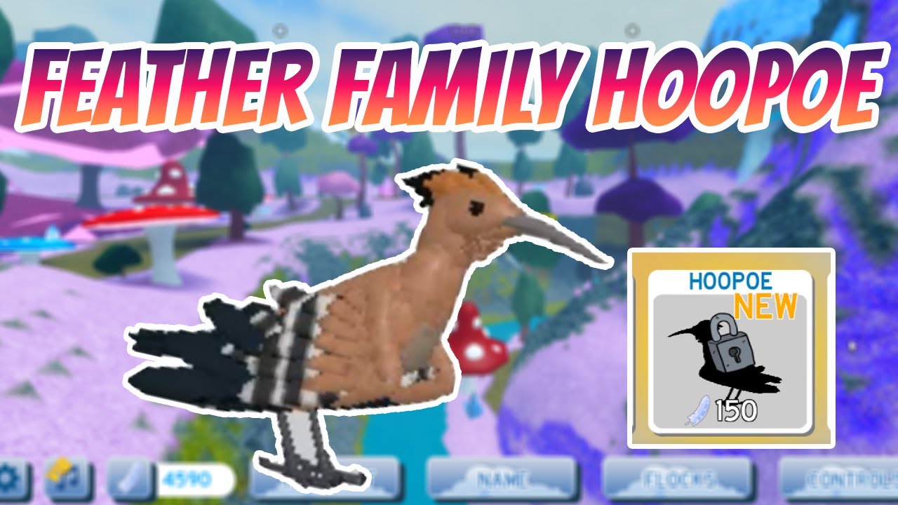 FEATHER FAMILY HOOPOE *NEW BIRD* - YouTube