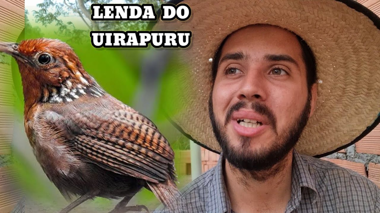 Como nasceu o Pássaro Uirapuru, o Canto mais belo das MATAS.. lendas ...