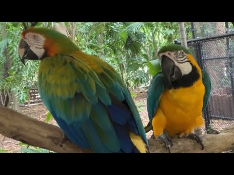 Macaw Parrots Playing & Interacting With Each Other #macaw #macawparrot ...