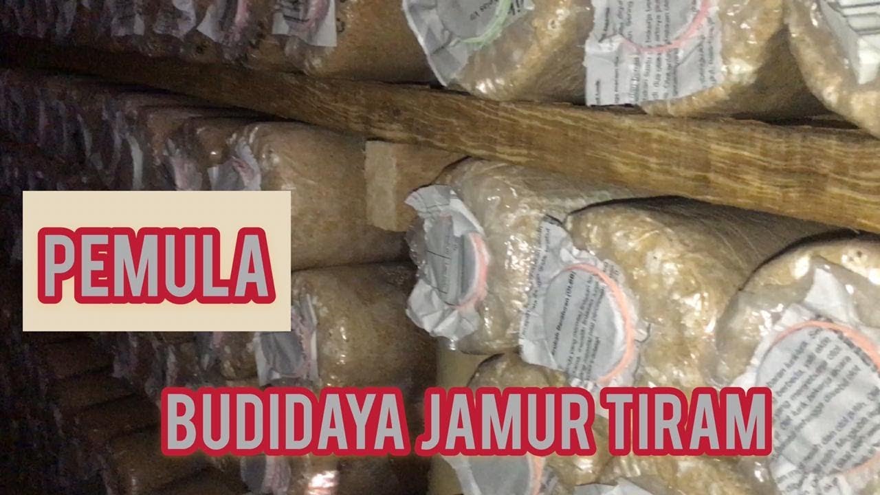 mengenalkan budidaya jamur tiram untuk pemula - YouTube