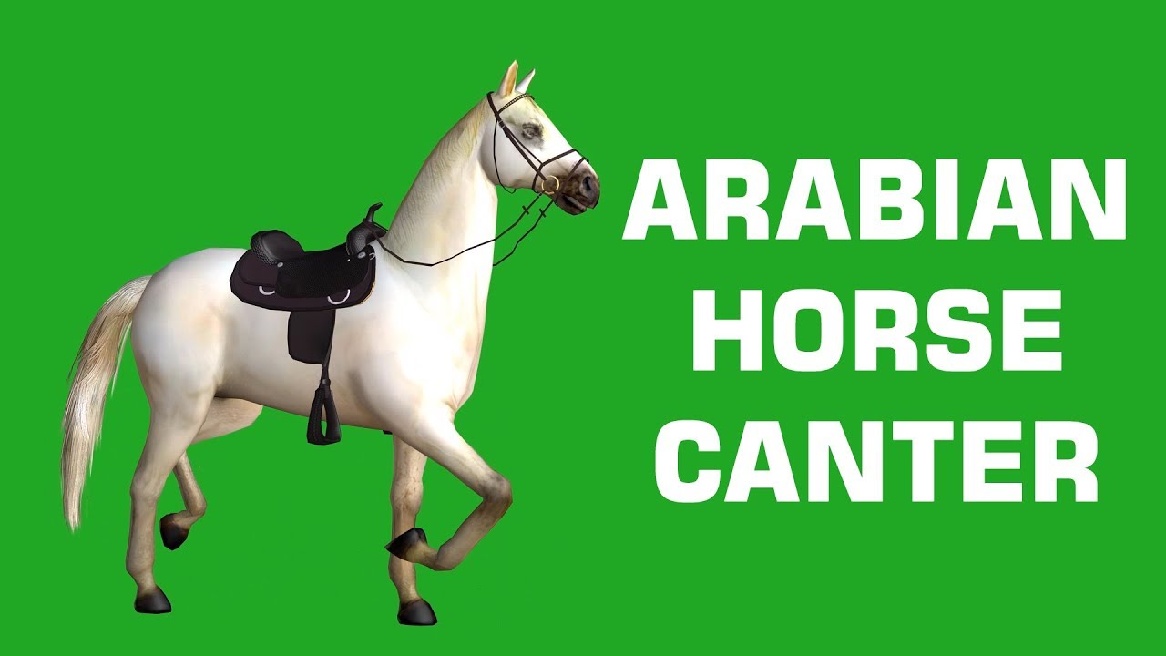 Green Screen Footage || Arabian Horse Canter 3D Animation || Gstudio ...