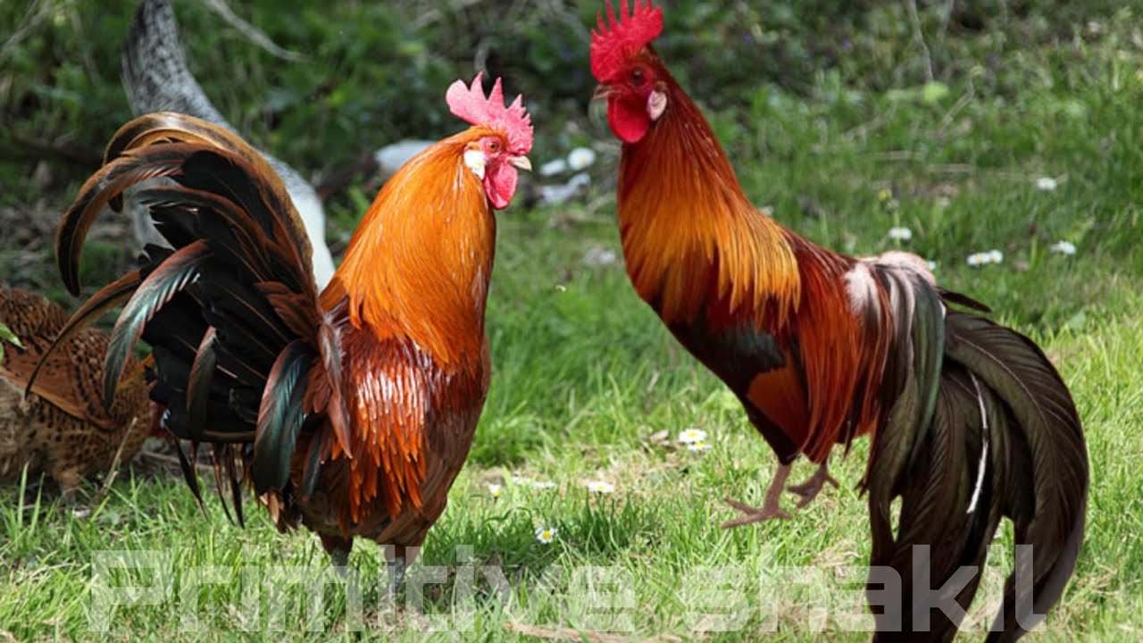 My all Chicken🥰 Roster Chicken Crowding | wild chicken sound - YouTube