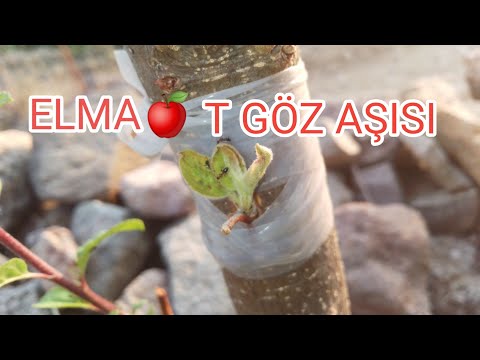ELMA GÖZ AŞISI NASIL YAPILIR.#ElmaTGözAşısı Ayva ağacına elma göz aşısı nasıl yapılır.#ElmaGözAşısı