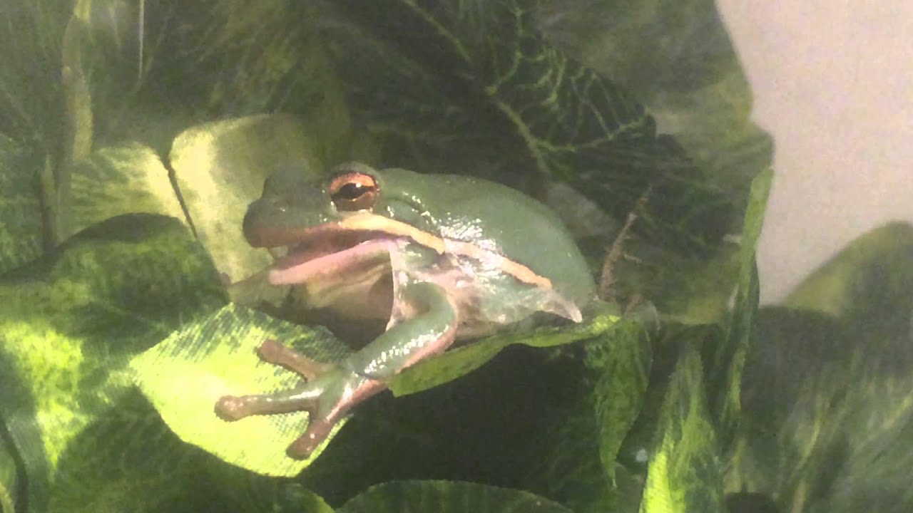 Green tree frog shedding skin - YouTube