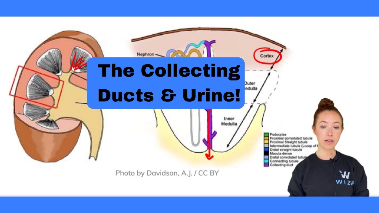 Collecting Duct Urinary System