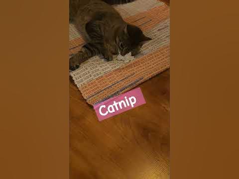Catajuana, High on Catnip. first time with this power herb for cats after being 3/4 indoors now ...