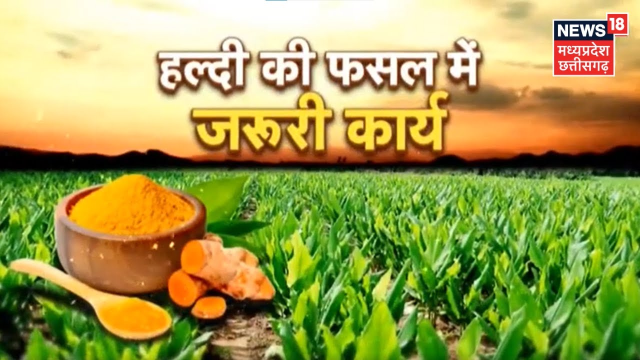 Turmeric Farming : Haldi Ki Kheti में करे ये जरूरी काम, कमा सकते हैं ...