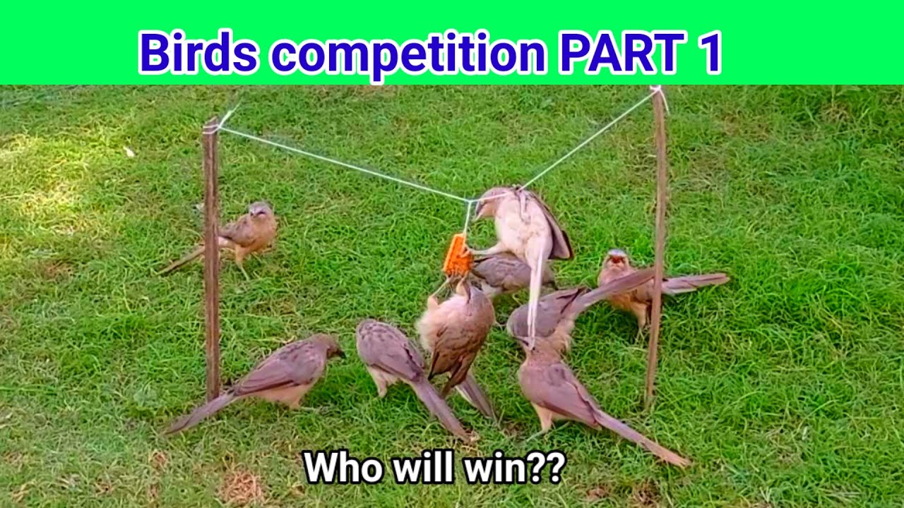 Bird competition. How they behave in critical situation. - YouTube