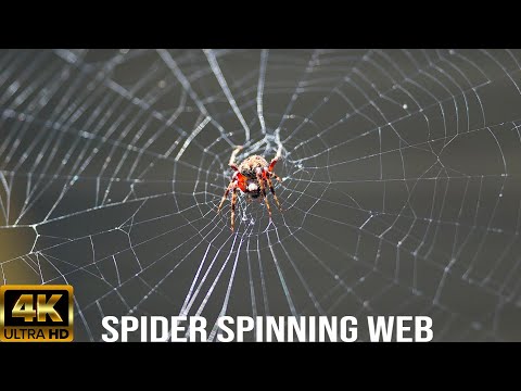 Spider spinning web video from start to end - YouTube