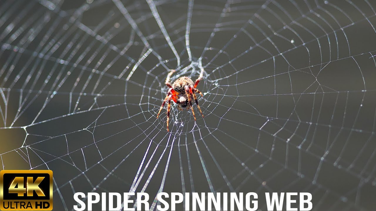 Spider spinning web video - YouTube