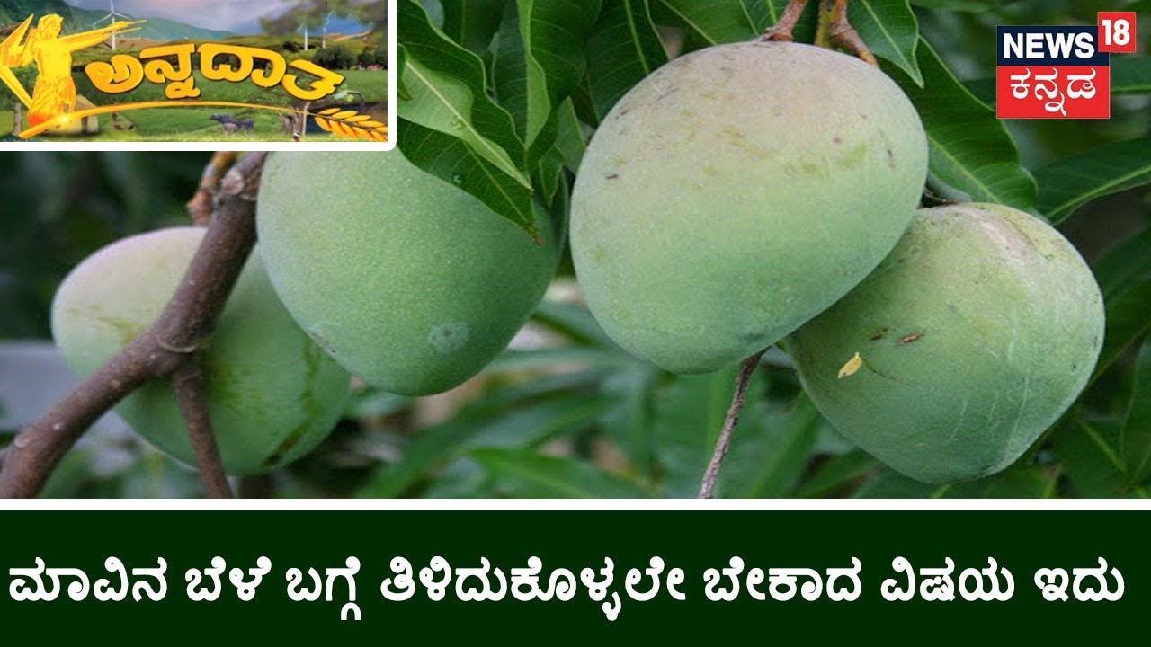ಅನ್ನದಾತ | Mango Harvesting- When to Harvest Mangoes - YouTube