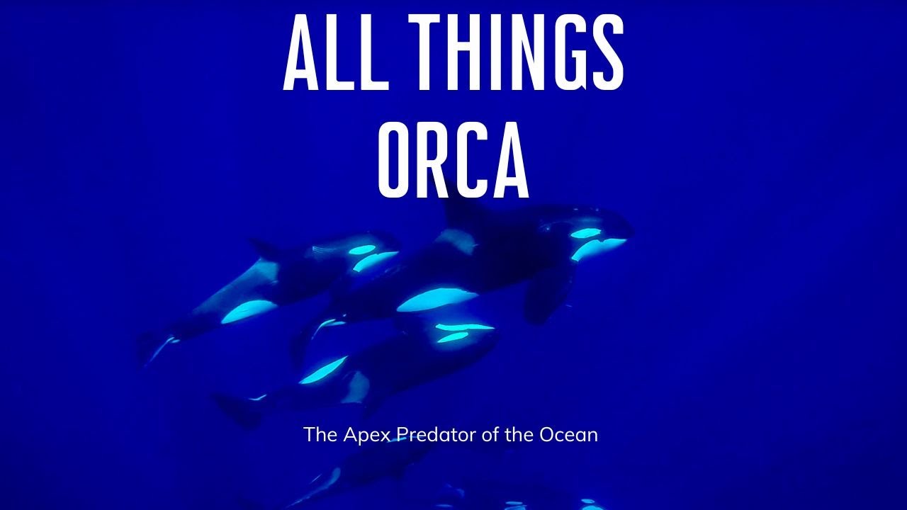All Things Orca: Mind-Blowing Secrets of the Ocean’s Ultimate Apex ...