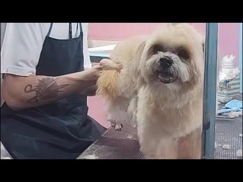 Dog 🐶 Pet Puppy Grooming Teddy Bear Style, How To Cut Dog’s Hair, Basic Grooming Tutoria - YouTube