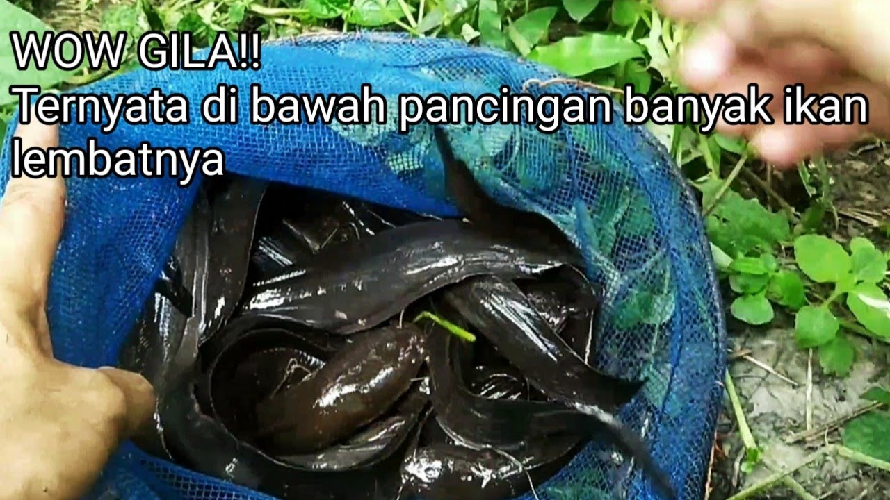 Perangkap ikan lele lembat dapat banyak, licin dan segar || fishing ...
