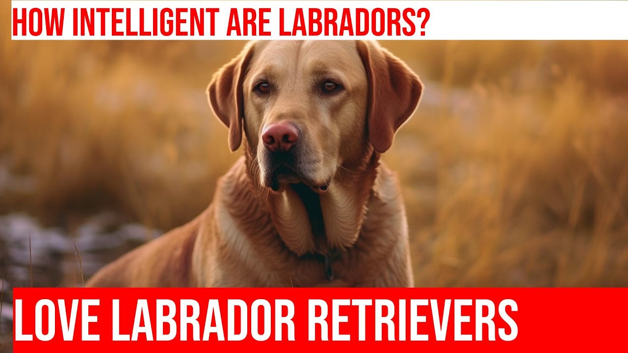 Train Your Labrador Retriever: Tips for a Smart & Obedient Dog - YouTube