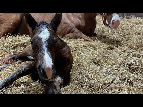 Subasta de porrillos finos de carreras - YouTube