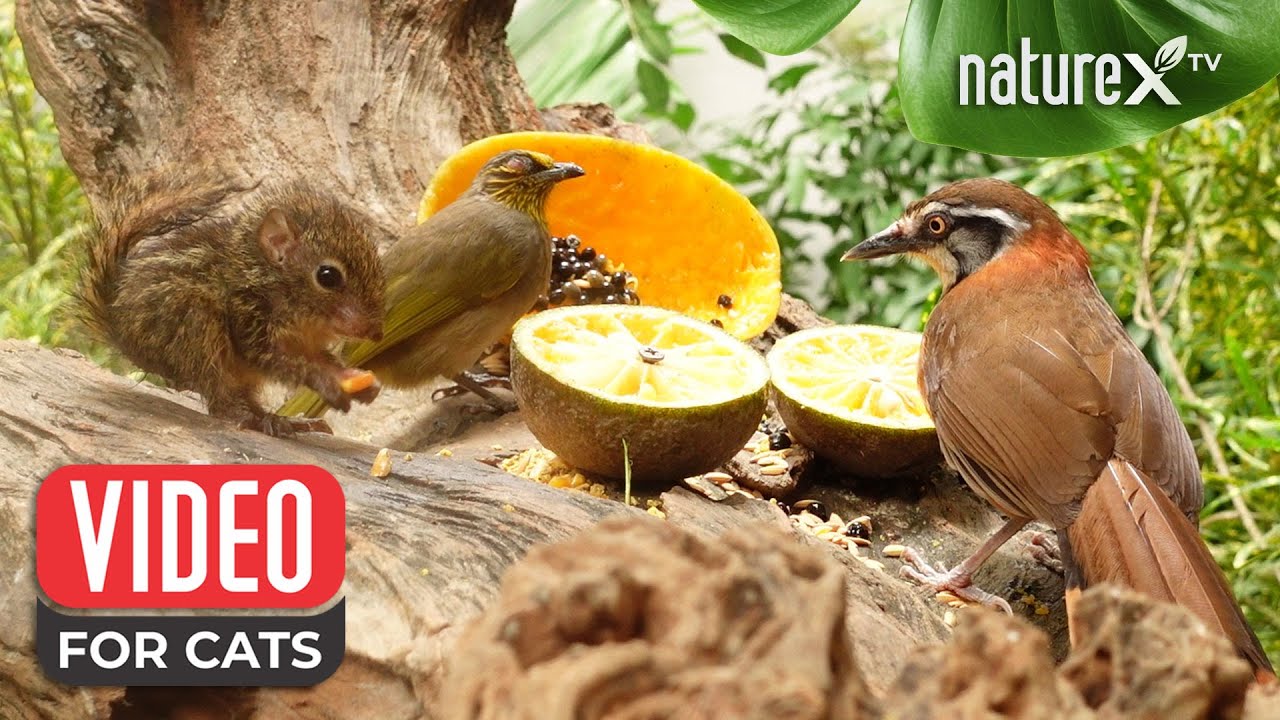 Flocks of birds and small squirrels happily eat together in the garden ...