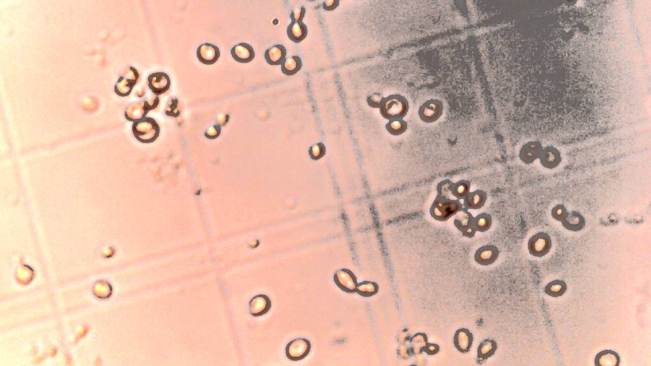 Yeast Under Microscope 40x